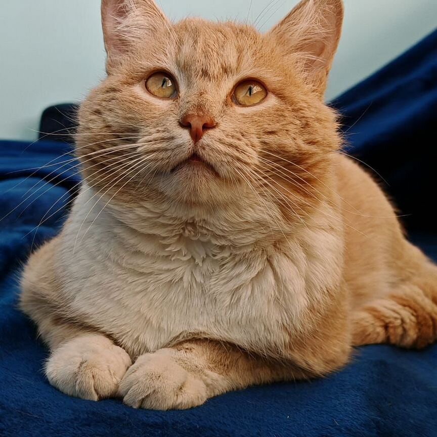Котики бесплатно в добрые руки