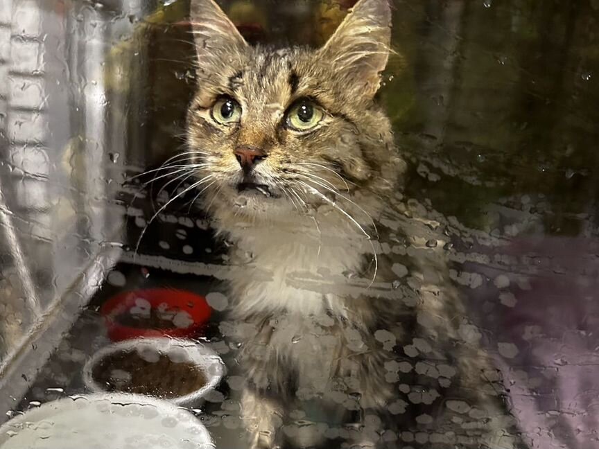 Кошки в добрые руки