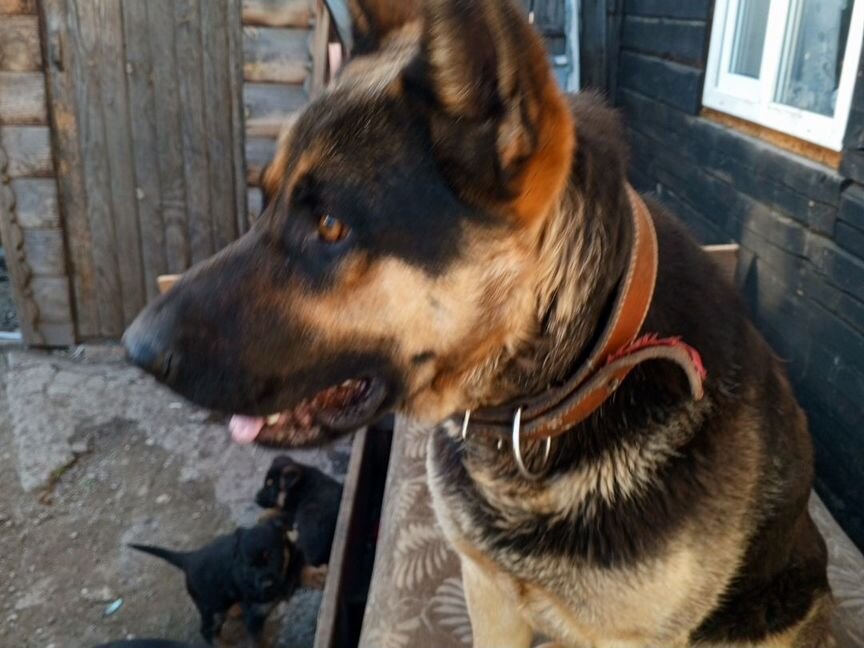 Щенки овчарки бесплатно