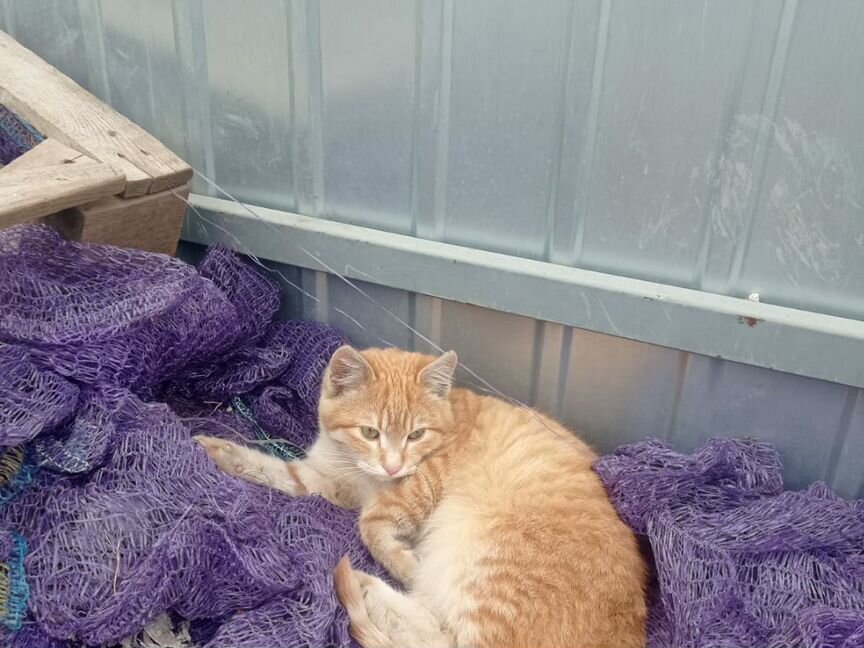 Котята