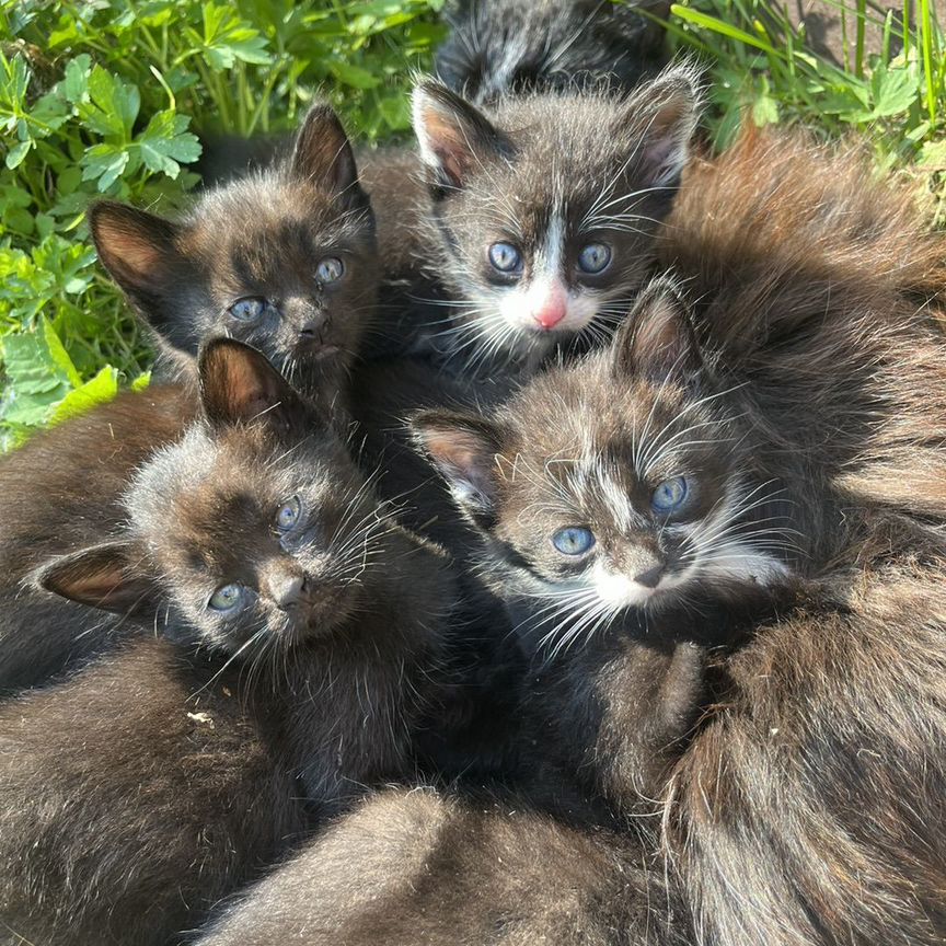 Котята в добрые руки