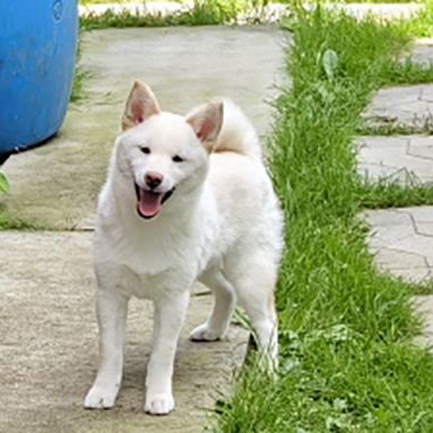 Марго - 5 мес. Сиба ину - белые