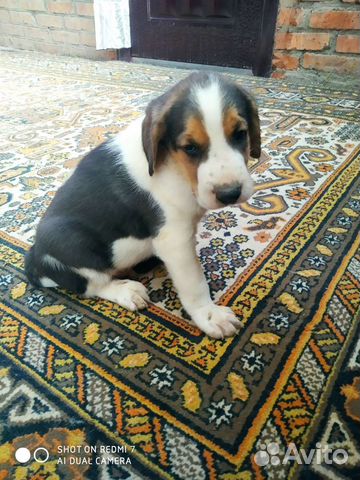 Русская - пегая гончая