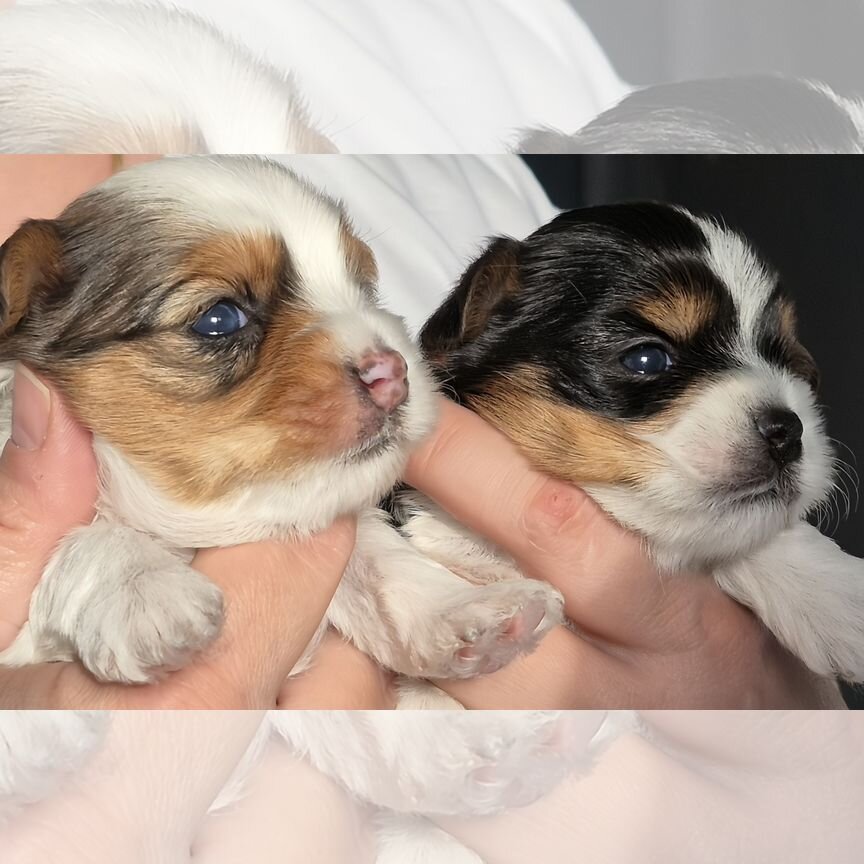 Бивер-йоркширский терьер, щенок