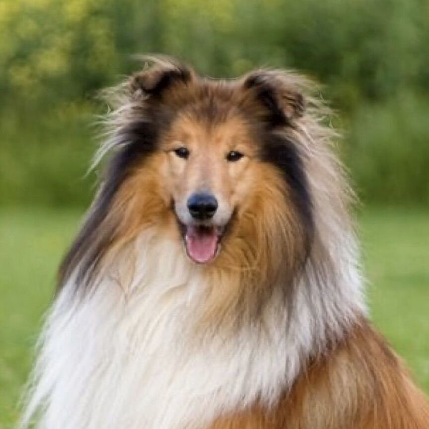 Колли длинношерстный