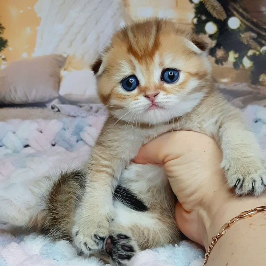 Шотландский вислоухий малыш