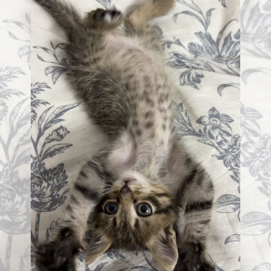 Котёнок в добрые руки