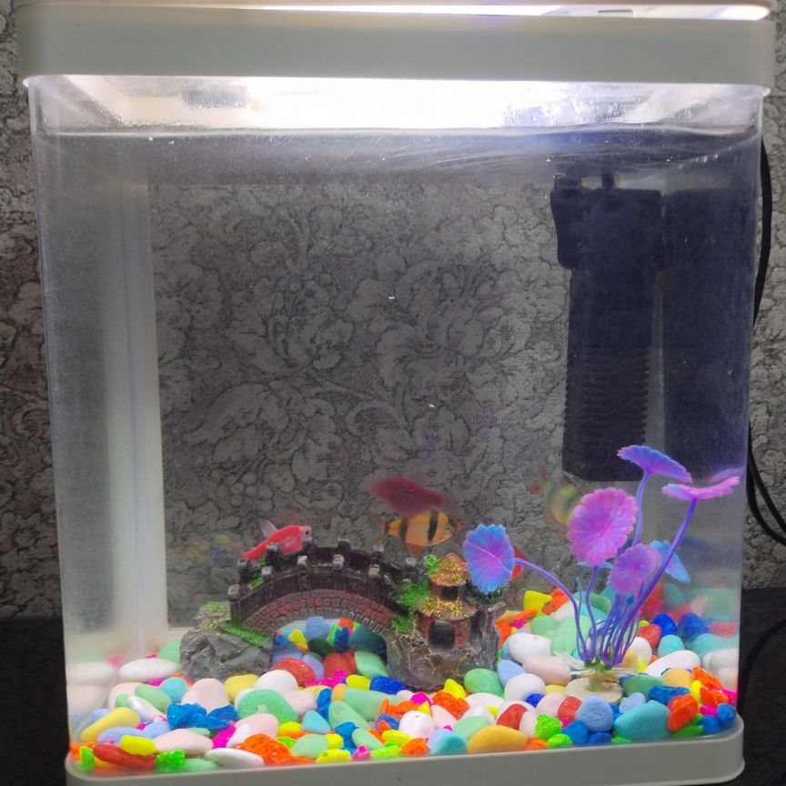 Аквариумные рыбки