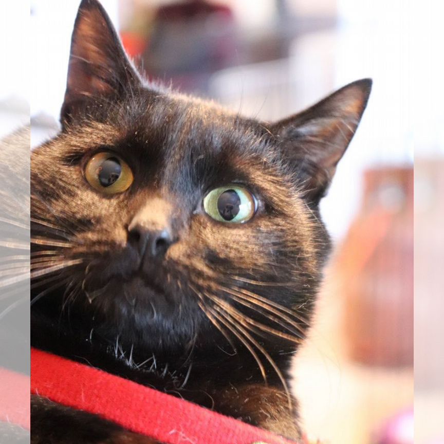 Котик черный шикарный