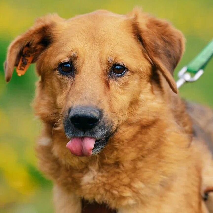 Рыжая собака из приюта бесплатно в добрые руки