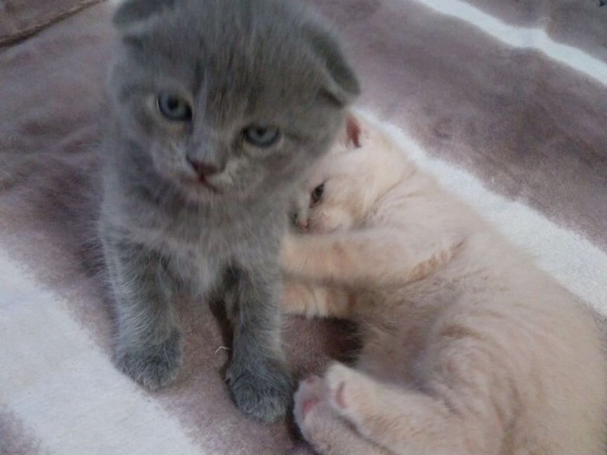 Шотландская