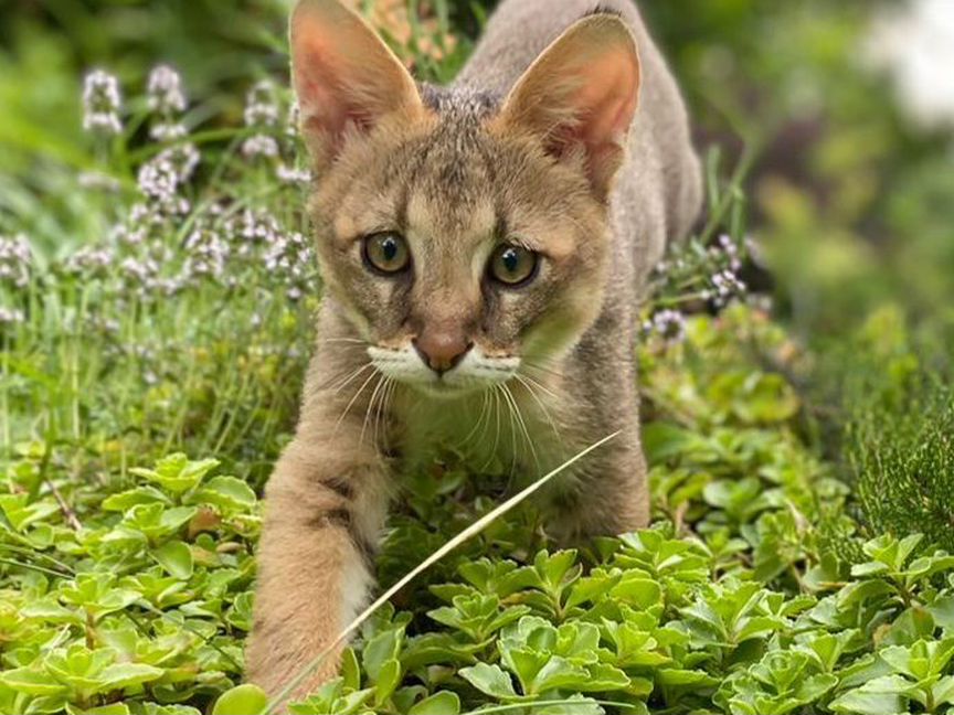 Котята чаузи ф1