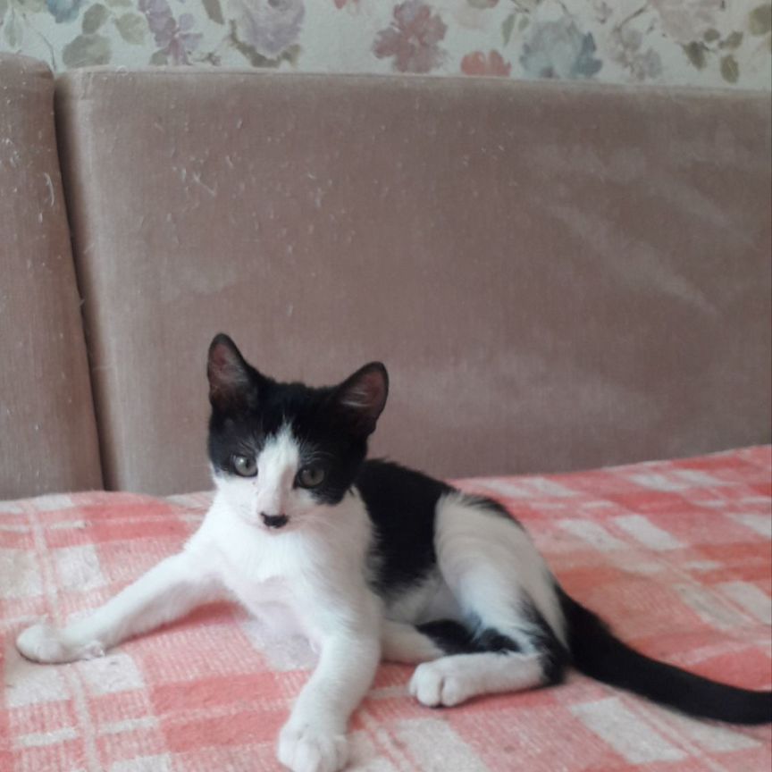 Забавный котенок в хорошие руки