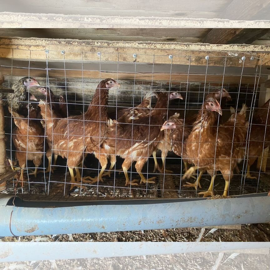 Продам куры несушки 3 месяца