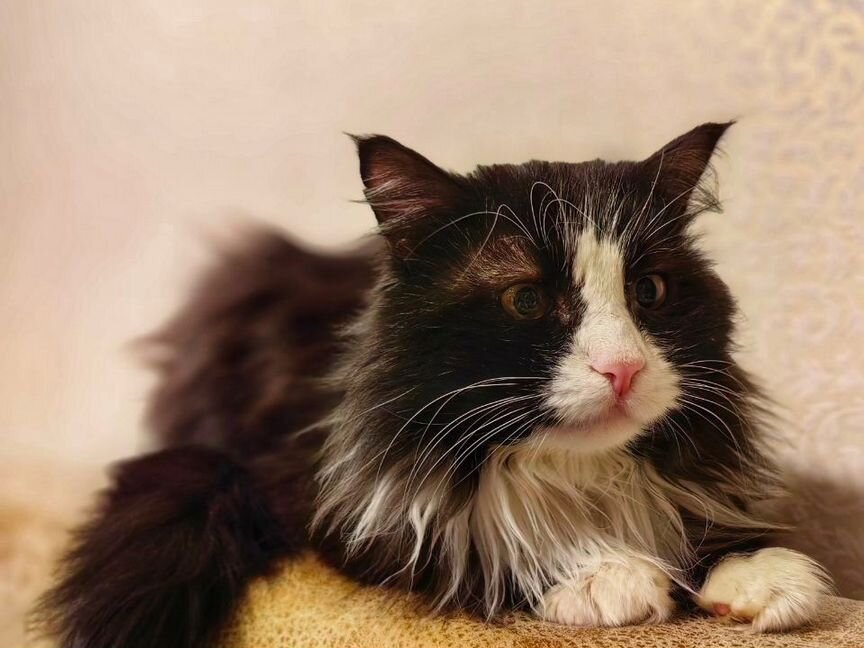 Фунтик котик
