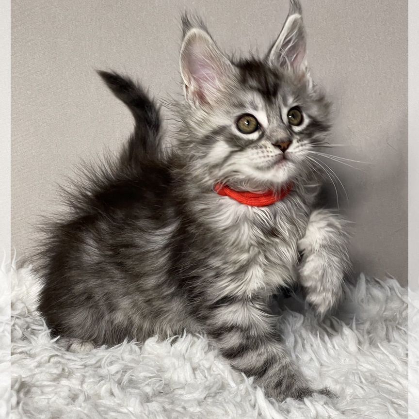 Мейн-кун котёнок