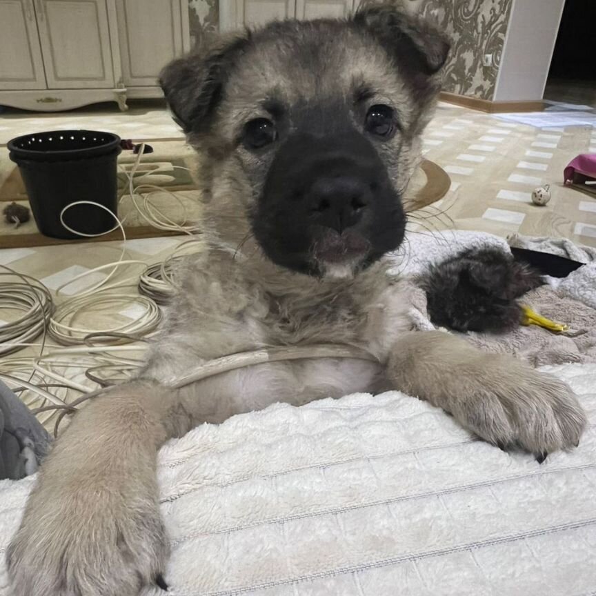 Плюшевый Балу ждет родителей