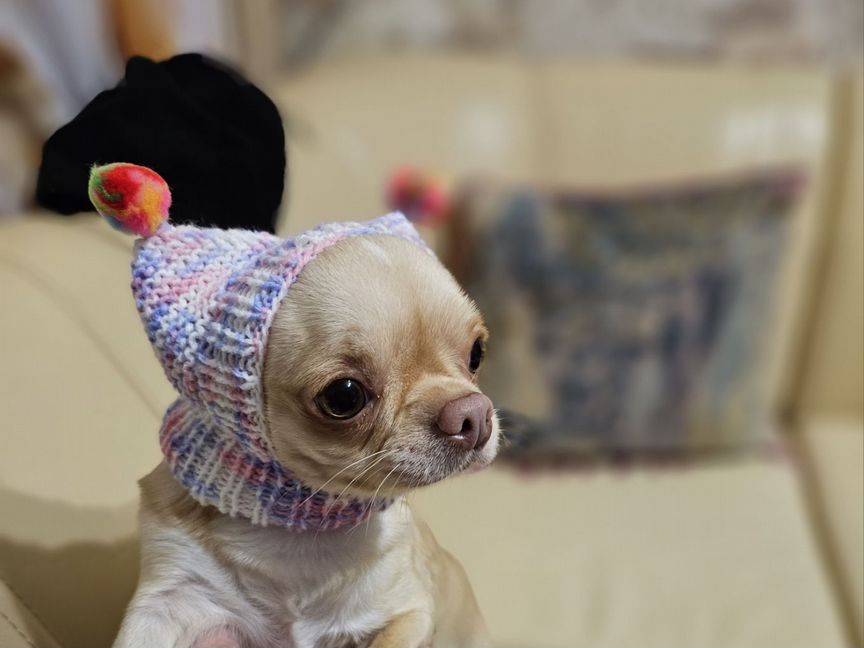 Шапочки для собак