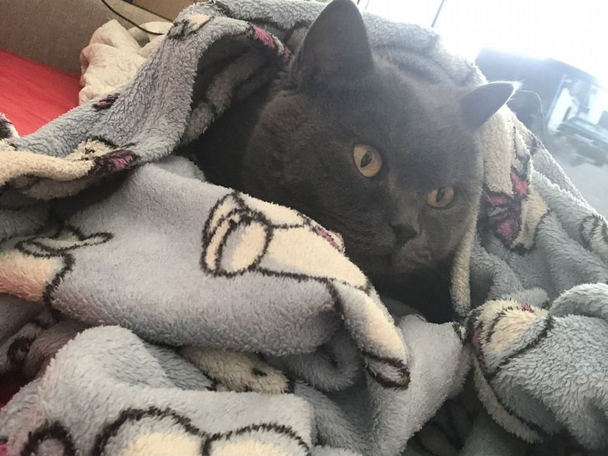 Кошка