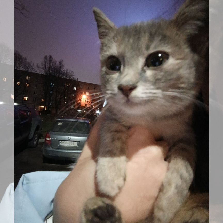 Котёнок в добрые руки