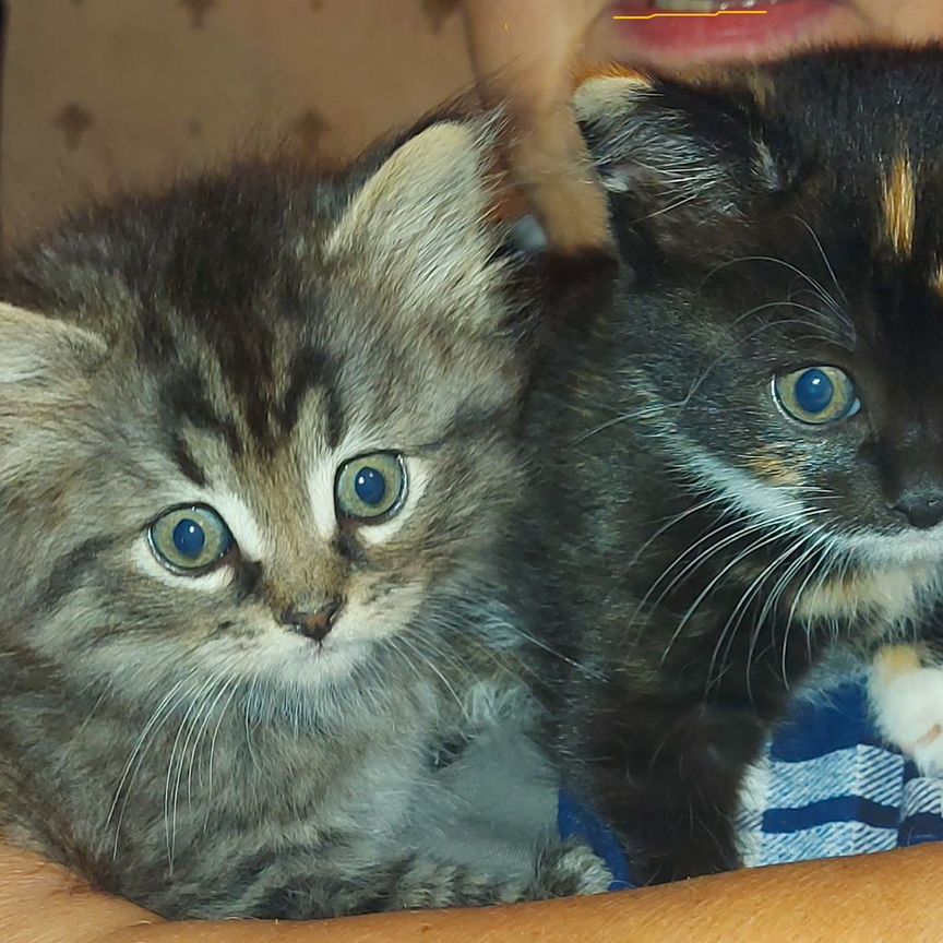 Котята отдам в добрые руки бесплатно