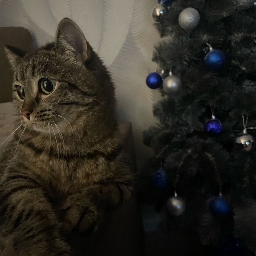 Отдам кота в добрые руки