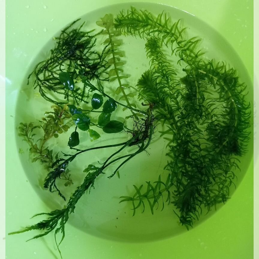 Набор аквариумных растений