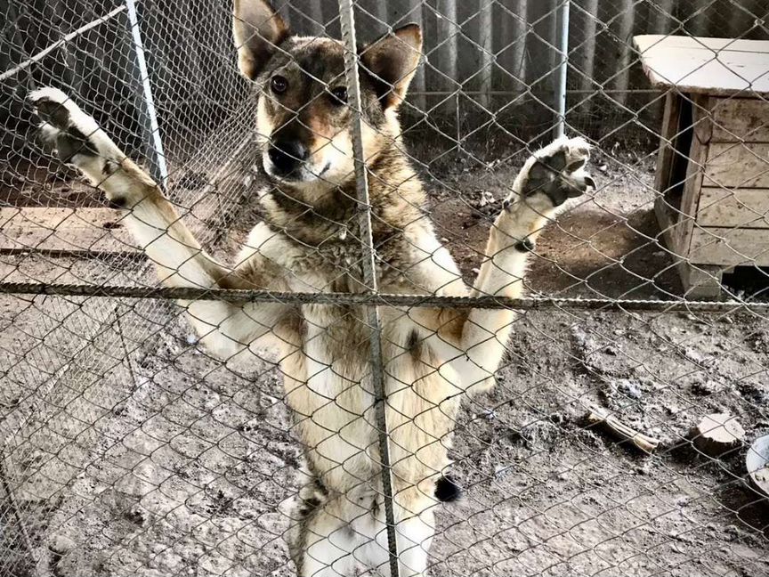 Лайка