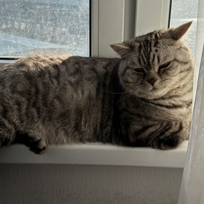 Кот на передержку