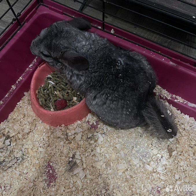 Отдам Шиншиллу (Чит описание)