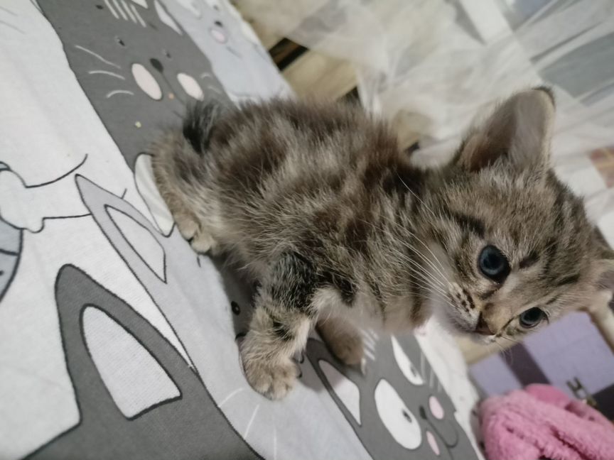 Бенгальские котята метисы