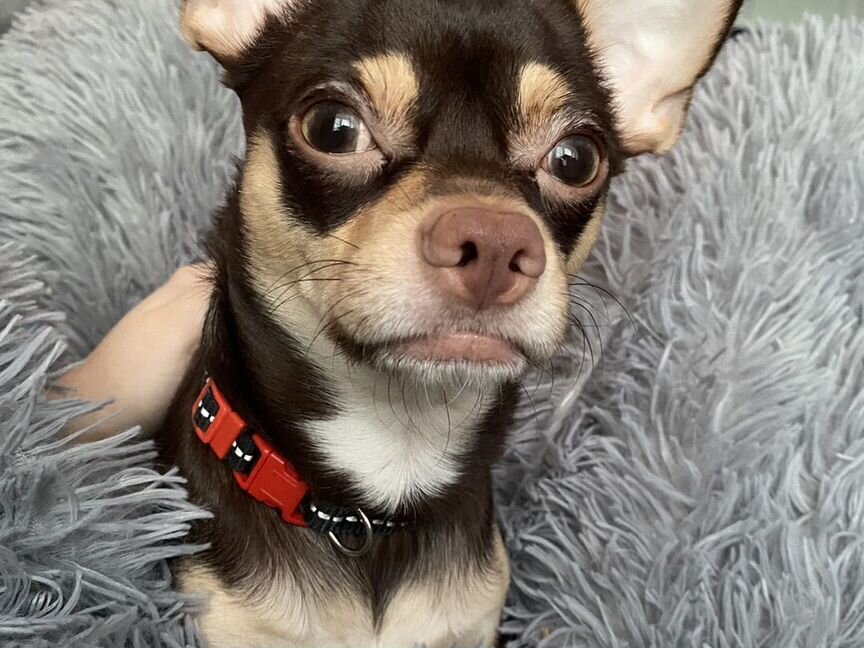 Вязка кобель чихуахуа крупный