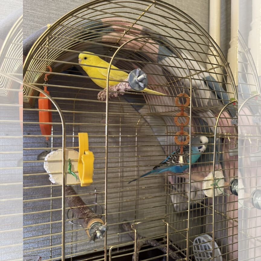 Волнистый попугай с клеткой