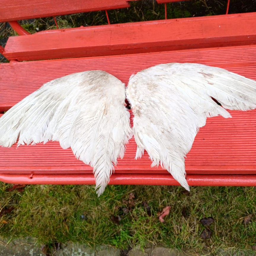 Крылья птицы