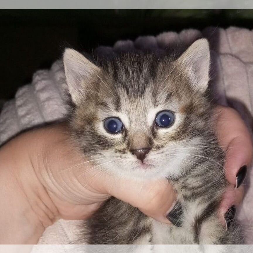 Котёнок, девочка в добрые руки