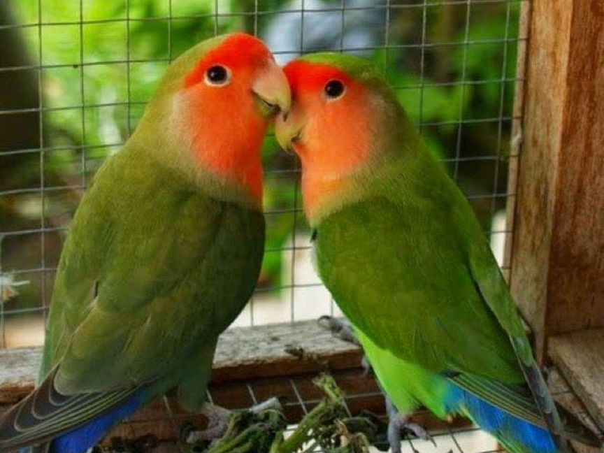 Продам неразлушник щегол чижик лесной дубанос