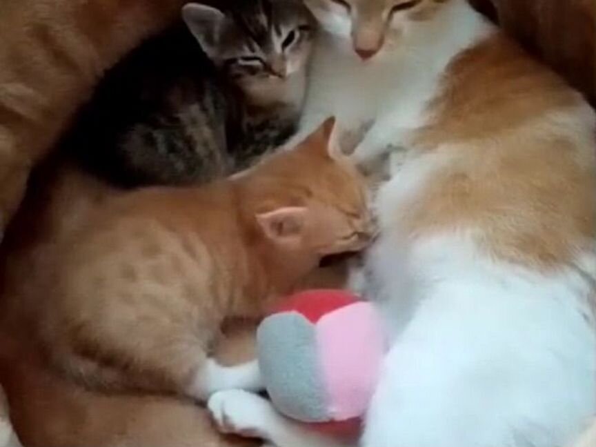 Котята в добрые руки даром