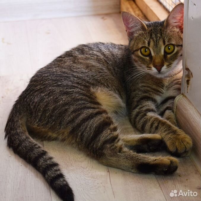 Кошка молодая котенок спокойная хорошая милая