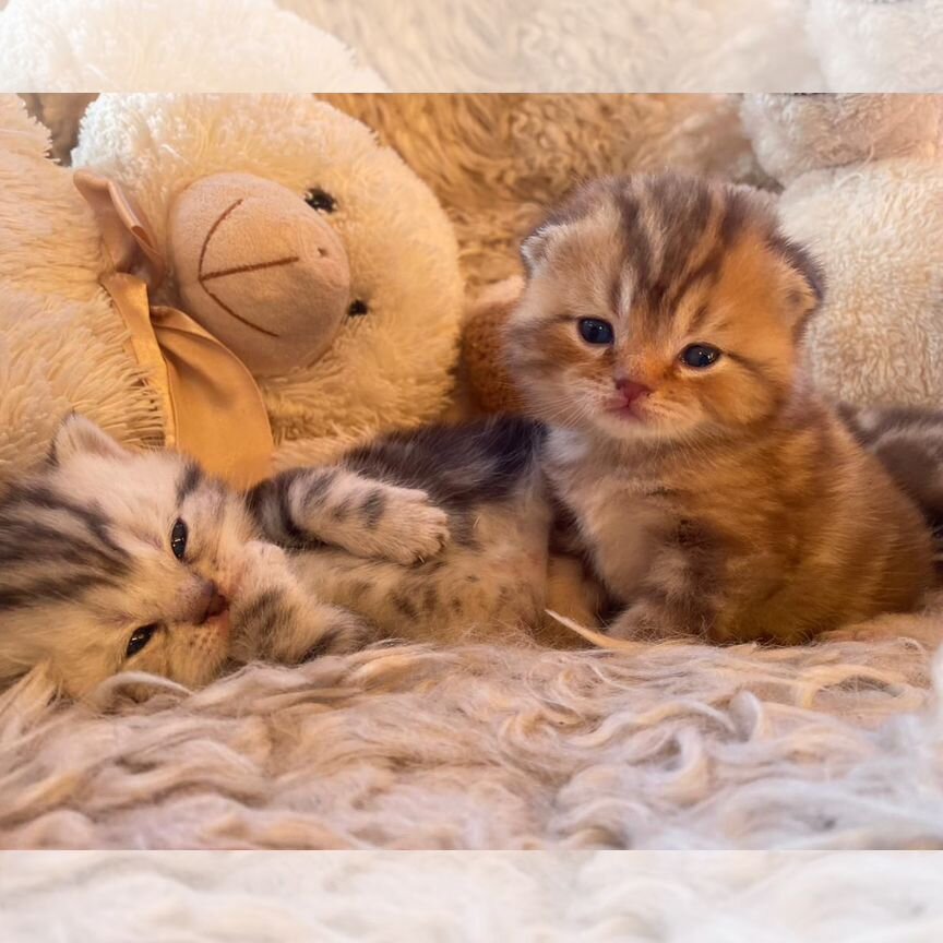 Шотландский вислоухий короткошёрстный котёнок