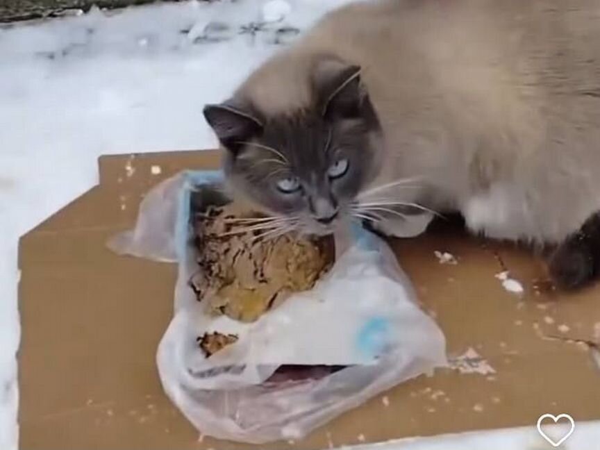 Вот такая косоглазая Бедося выживает в морозы