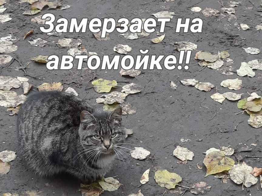 Кошка шпротинка замерзнет на автомойке