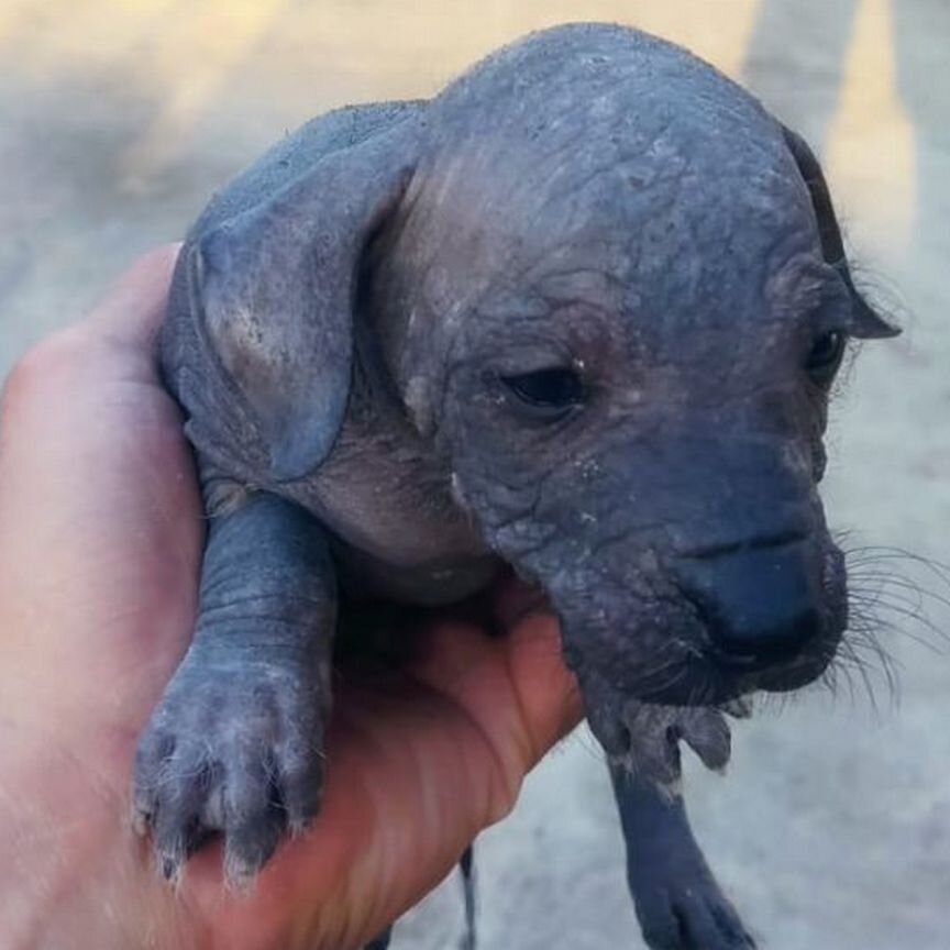 Щенки ксолоитцкуинтли