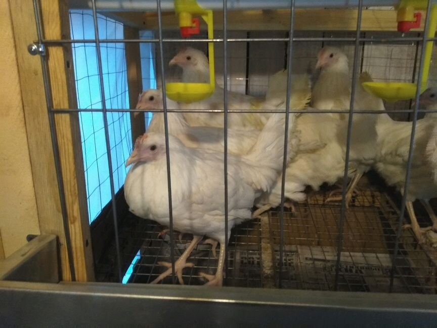 Несушка- молодка коралл