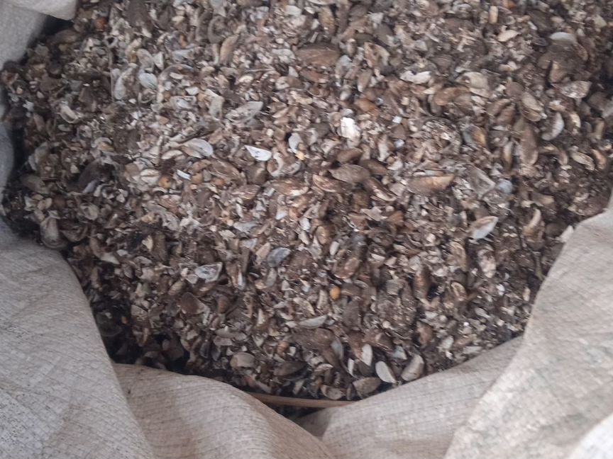 Ракушки для кур несушек