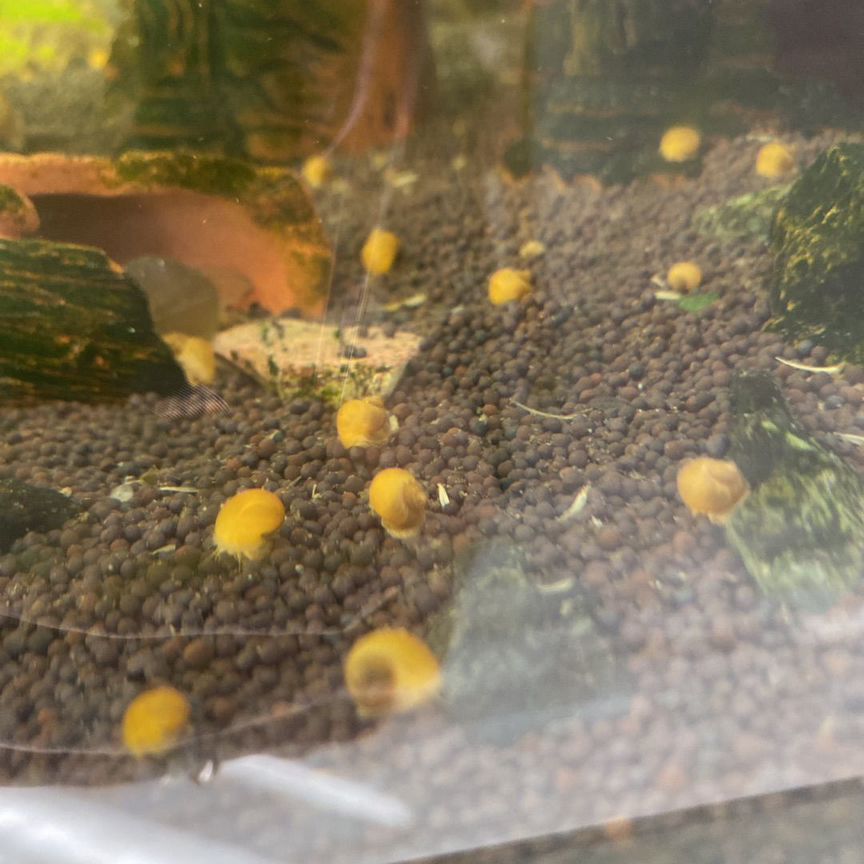 Ампулярии бесплатно