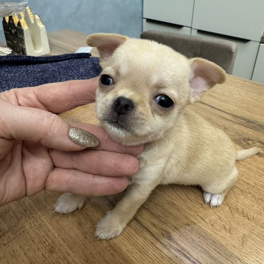 Мальчики чихуа с документами РКФ