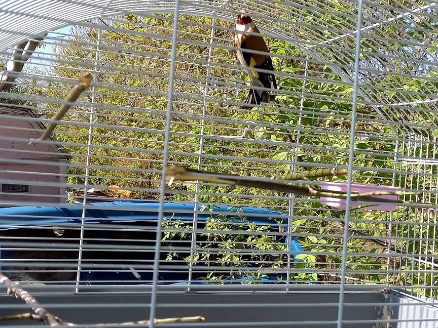 Продаю птицы щеглы