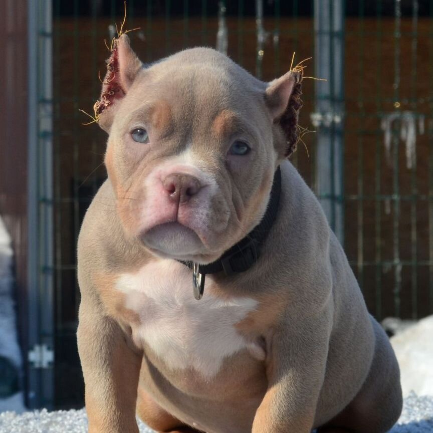 Американский булли девочка