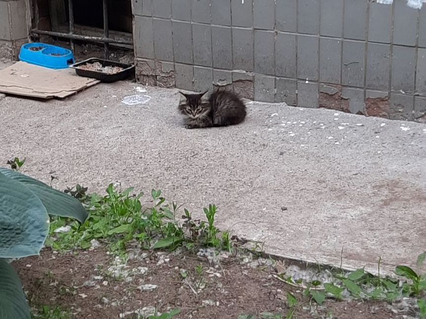 Котёнок сибирский 1,5 месяца в добрые руки