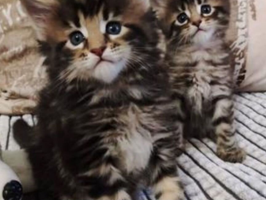 Мраморные котята кунята